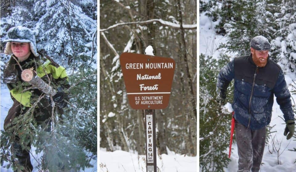 Cut Your Own Green Mountain National Forest Christmas Tree