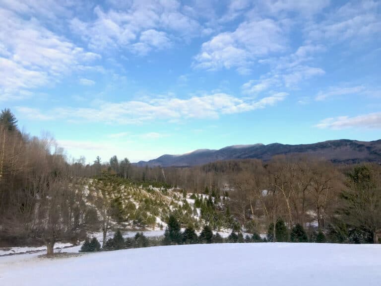 13 Beautiful Christmas Tree Farms in Vermont Where You Can Cut Your Own