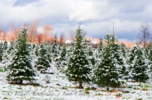 13 Beautiful Christmas Tree Farms in Vermont Where You Can Cut Your Own