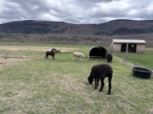 Visit these 8 Fantastic Farms in Vermont